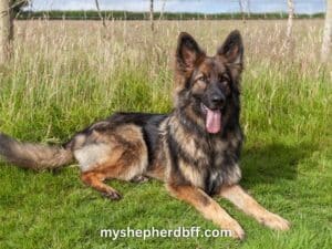 Red Sable German Shepherd: Pictures, Price & Traits