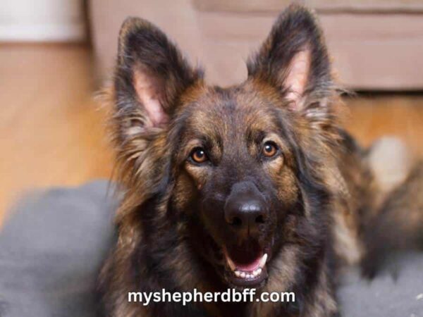 Red Sable German Shepherd: Pictures, Price & Traits