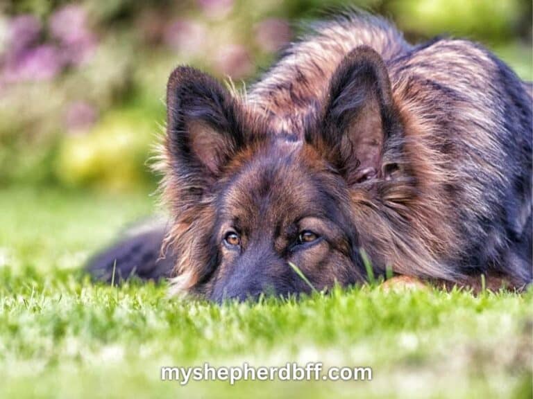 Red Sable German Shepherd: Pictures, Price & Traits