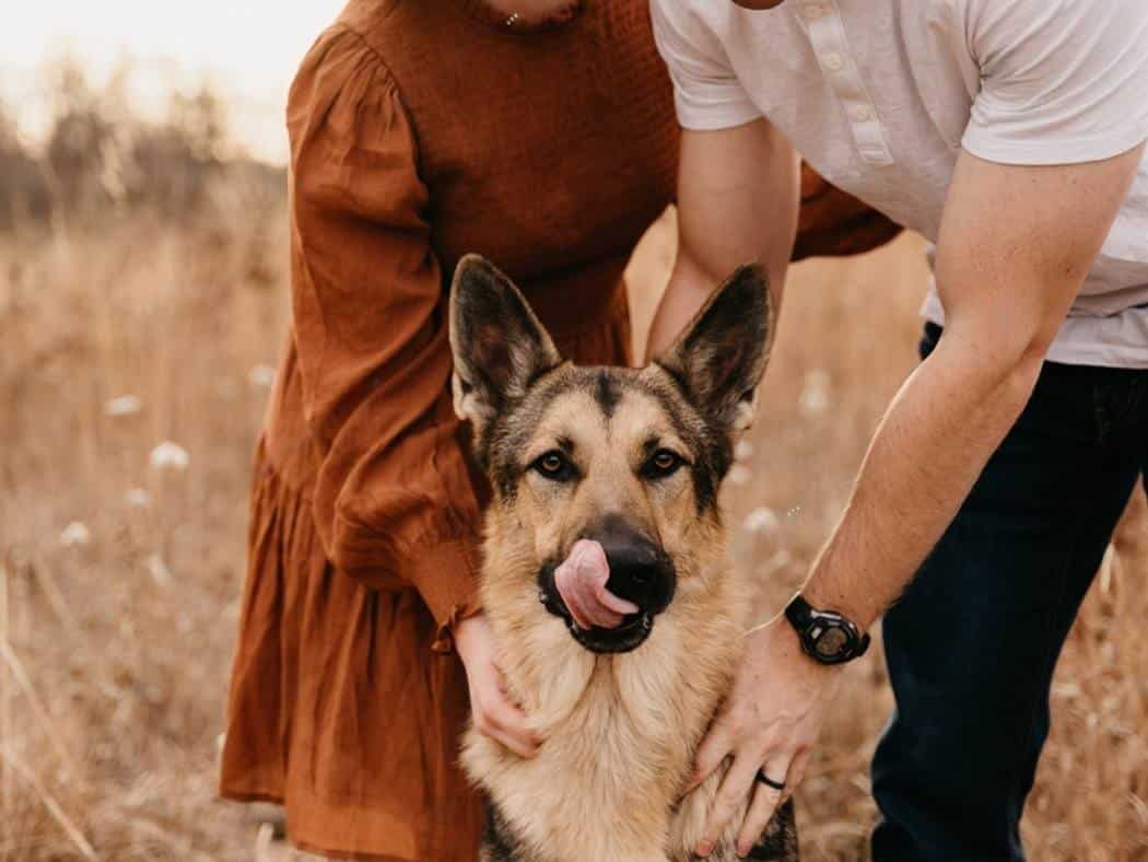 Short-Haired German Shepherd: Everything You Need to Know