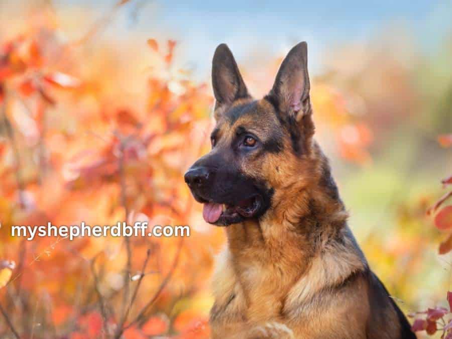 Black and Tan German Shepherd: Everything You Need to Know