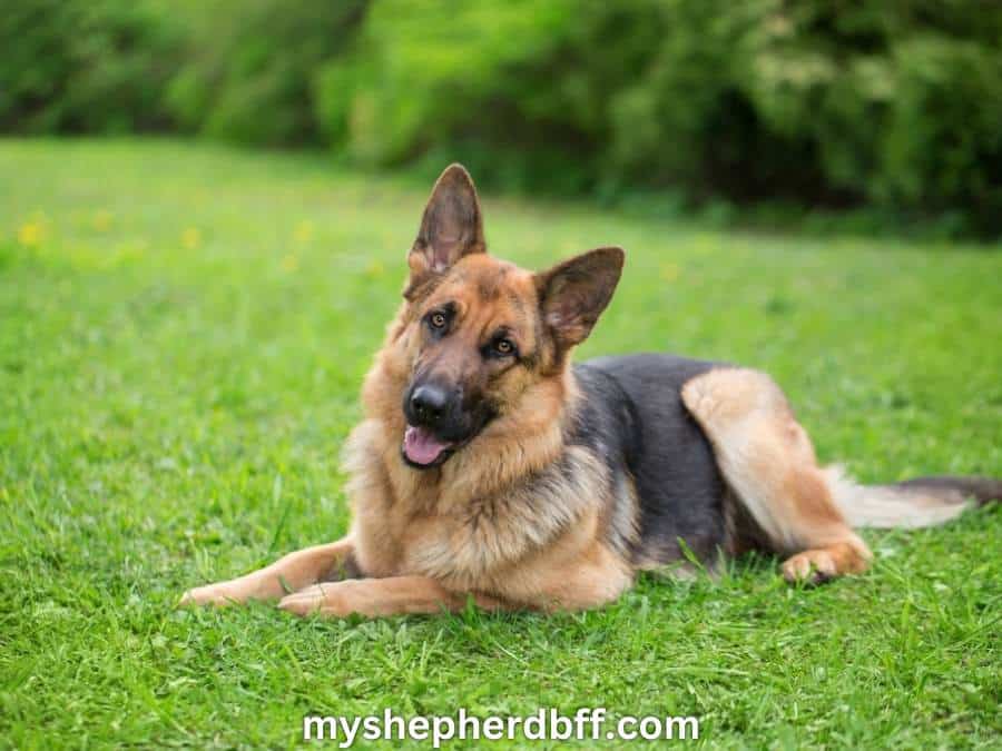 Black and Tan German Shepherd: Everything You Need to Know