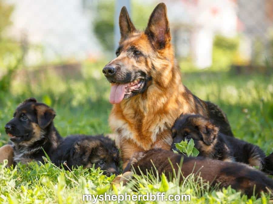 Black and Tan German Shepherd: Everything You Need to Know