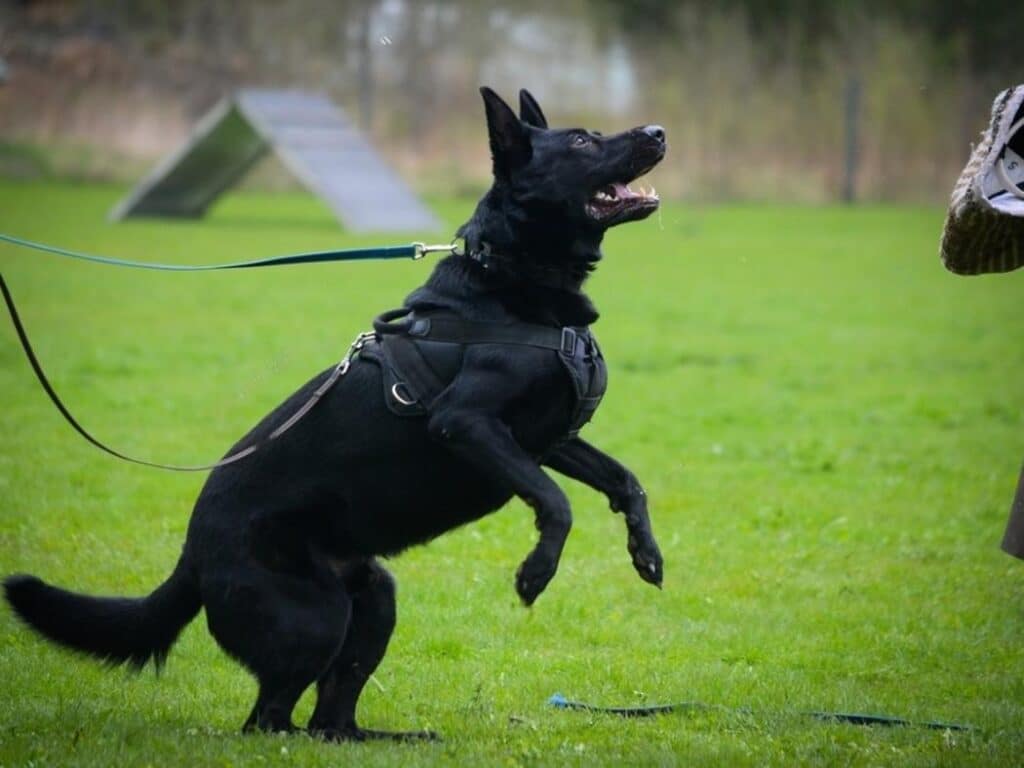 DDR German Shepherd: Working Dog With a Fascinating History