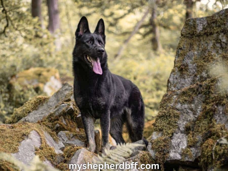 Blue German Shepherd: Everything You Need To Know