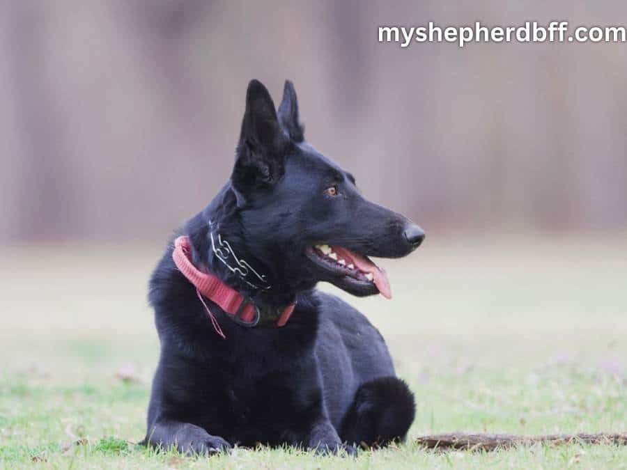 Blue German Shepherd: Everything You Need To Know