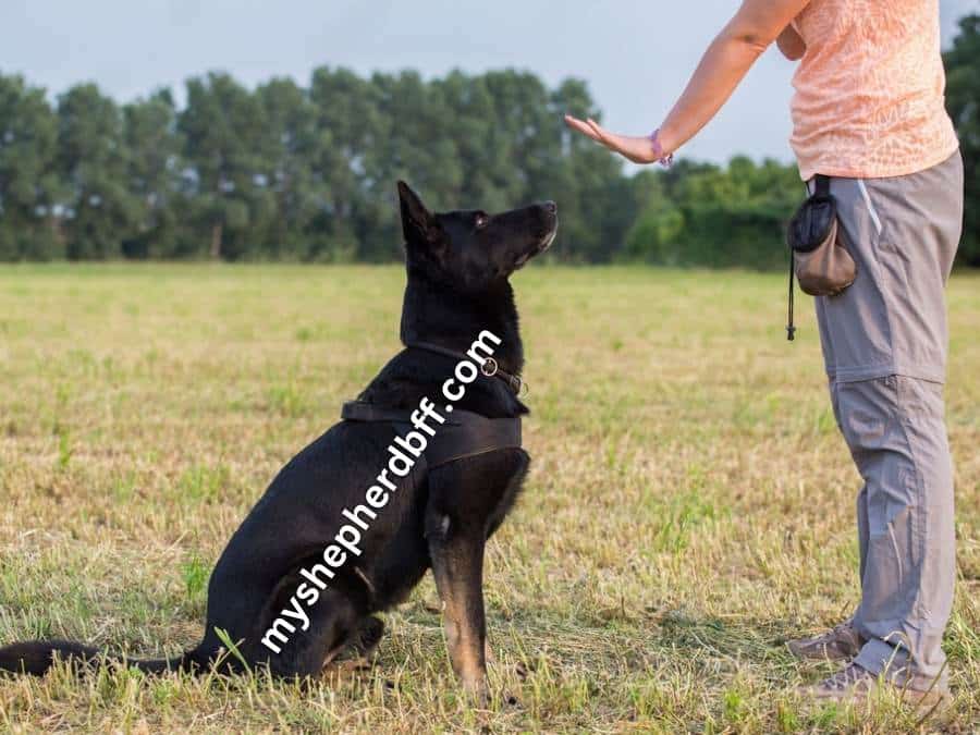 Blue German Shepherd: Everything You Need To Know