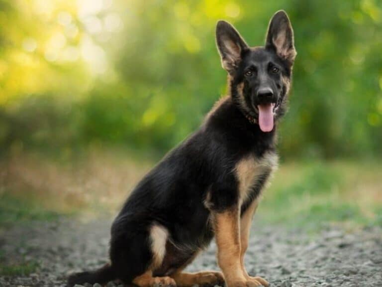 German Shepherd Puppy Ear Stages: Everything You Need to Know