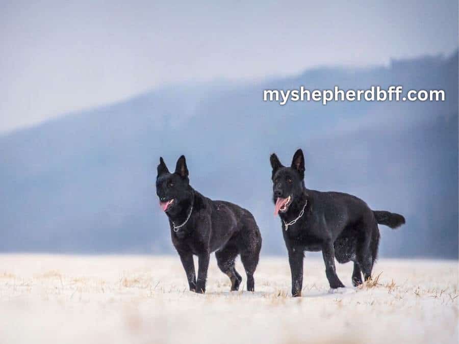 Blue German Shepherd: Everything You Need To Know