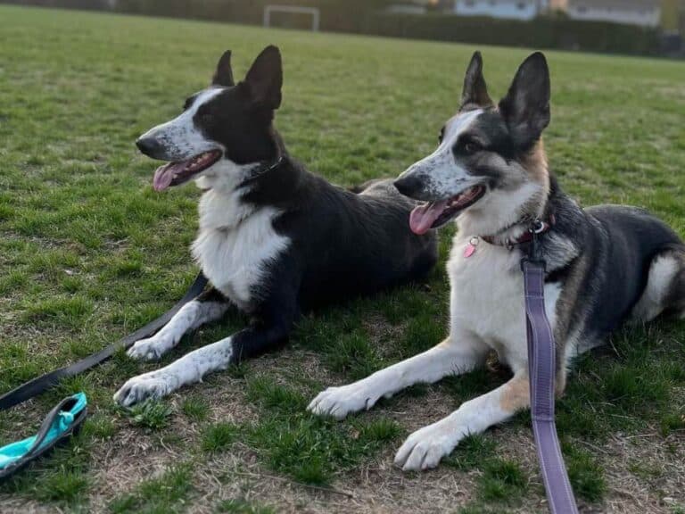 Panda German Shepherd: Pictures, Price & Traits