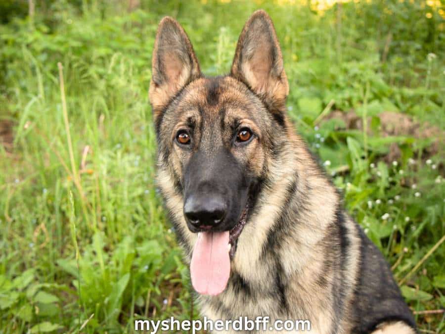 Sable German Shepherd: Myths, Facts, Photos & Behavior