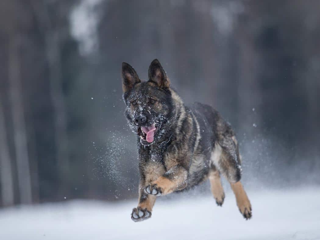 DDR German Shepherd: Working Dog With a Fascinating History