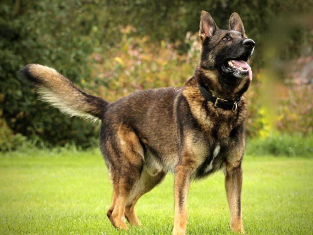 DDR German Shepherd: Working Dog With a Fascinating History