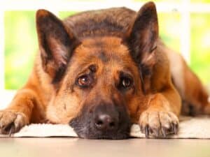 How I Fixed My German Shepherd's Separation Anxiety