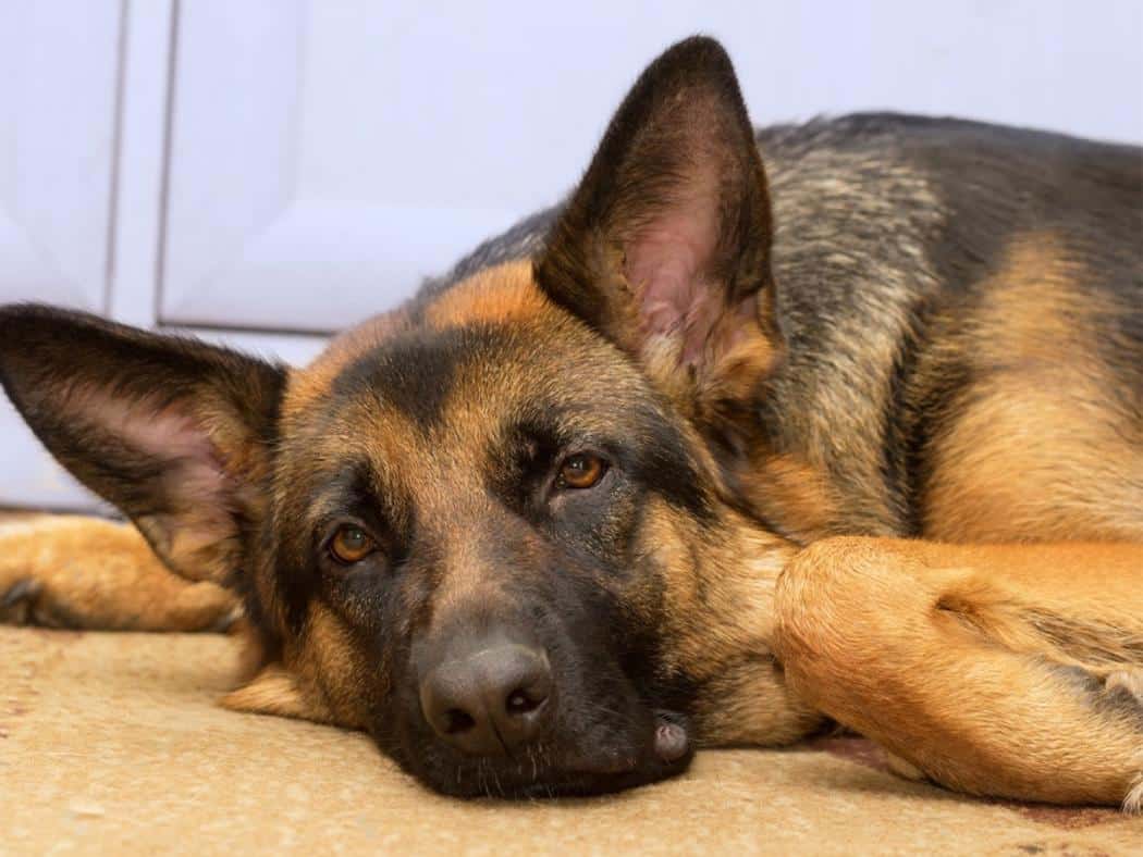 How To Help Your GSD Overcome Separation Anxiety