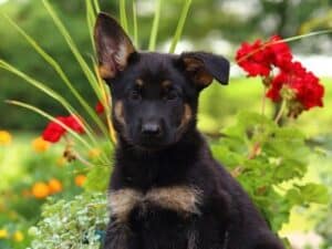 German Shepherd Puppy Ear Stages: Everything You Need to Know