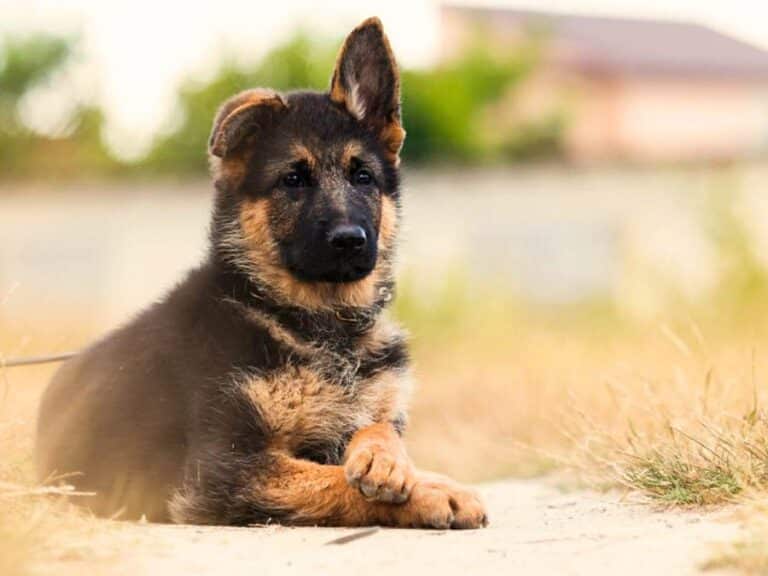 German Shepherd Puppy Ear Stages: Everything You Need to Know