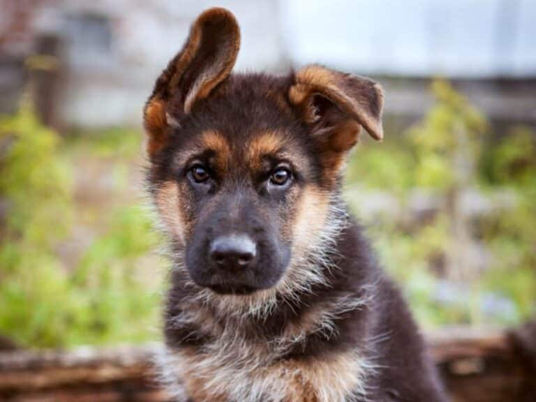 German Shepherd Puppy Ear Stages: Everything You Need to Know
