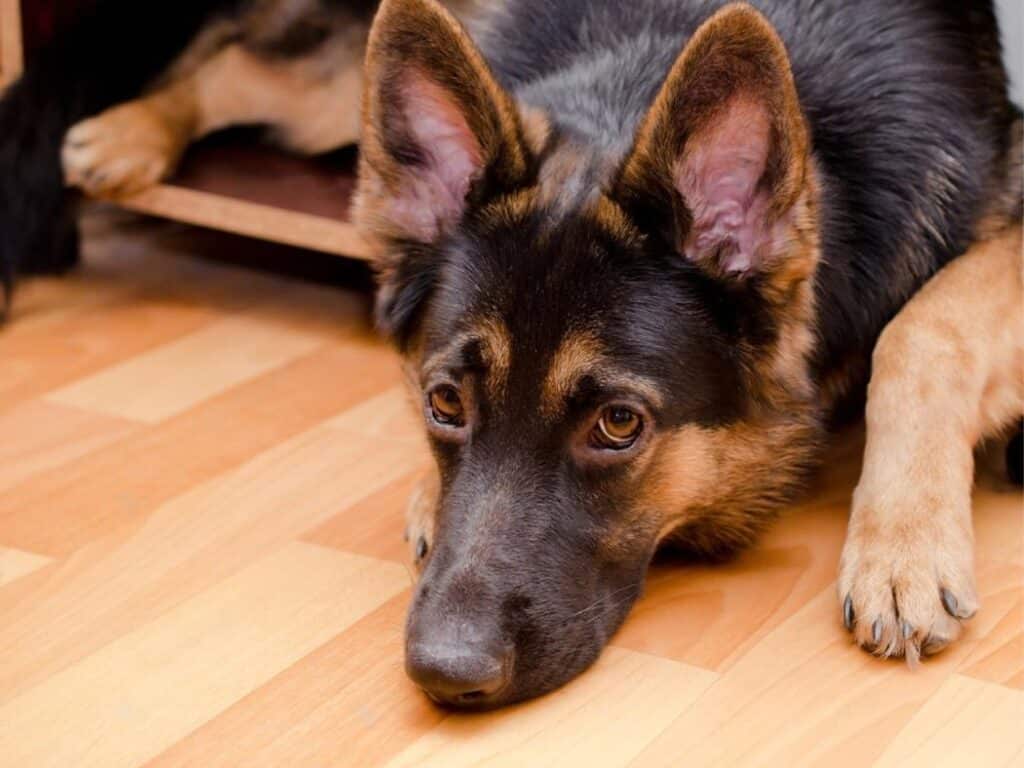 How To Help Your GSD Overcome Separation Anxiety