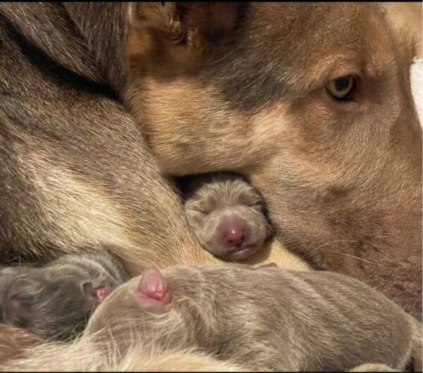 Isabella German Shepherd: Pictures, Price & Traits