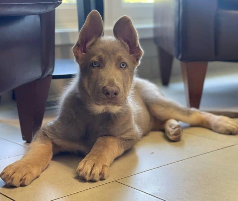 Isabella German Shepherd: Pictures, Price & Traits