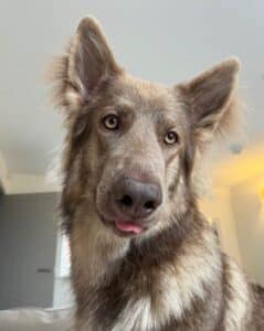 Isabella German Shepherd: Pictures, Price & Traits
