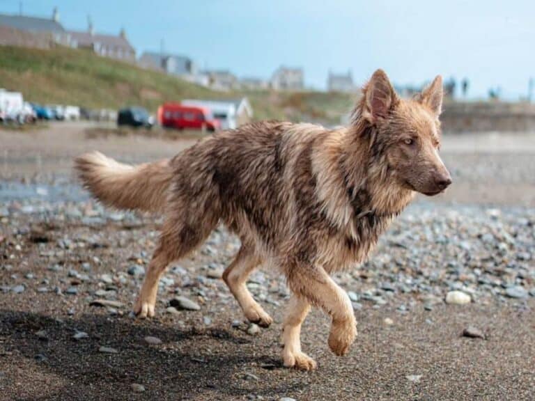 Isabella German Shepherd: A Rare and Fascinating Coat Color