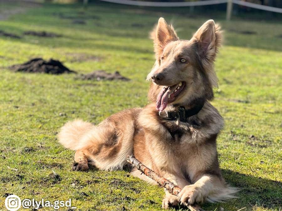 Isabella German Shepherd: A Rare and Fascinating Coat Color