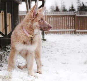 Isabella German Shepherd: Pictures, Price & Traits