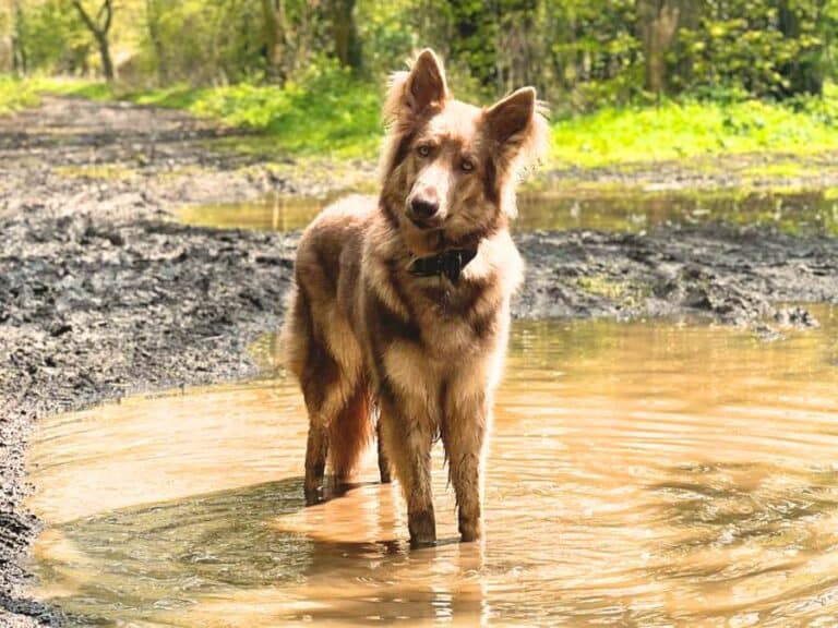 Isabella German Shepherd: Pictures, Price & Traits
