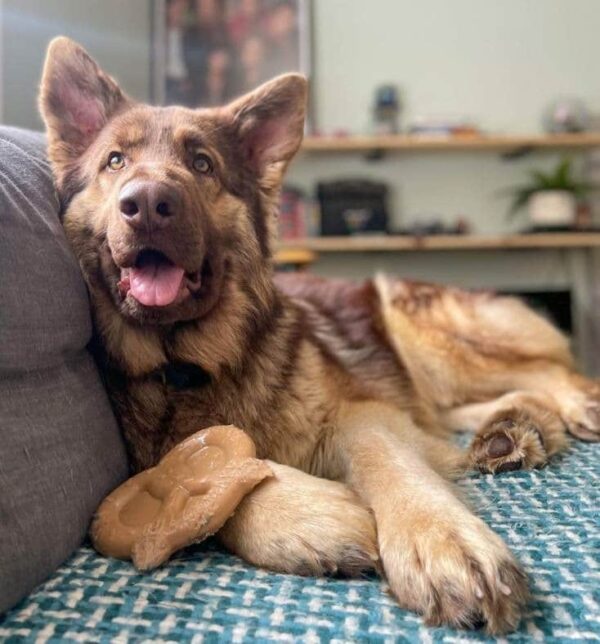 Isabella German Shepherd: Pictures, Price & Traits