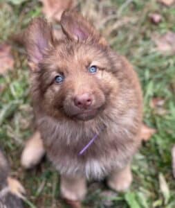 Isabella German Shepherd: Pictures, Price & Traits