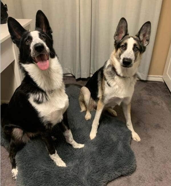 Panda German Shepherd: Pictures, Price & Traits