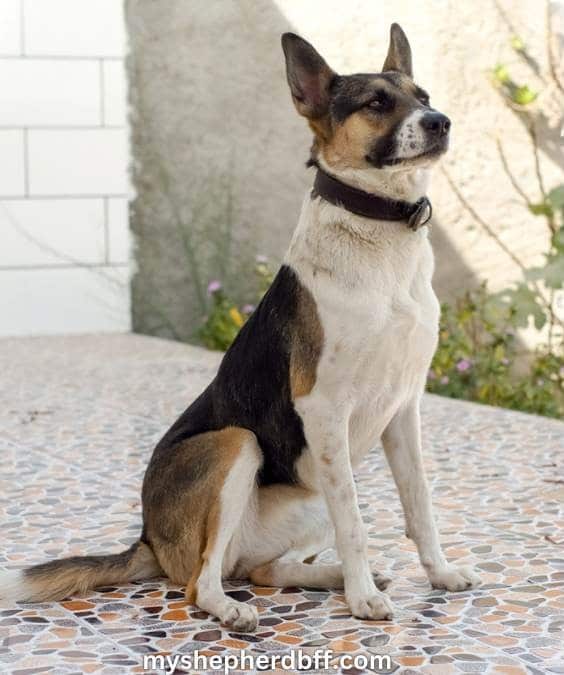 Panda German Shepherd: A Rare and Striking Canine Beauty