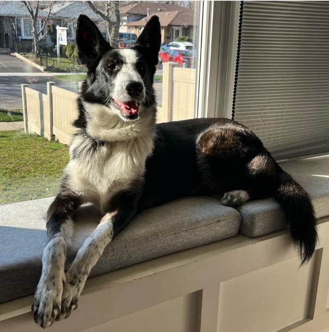 Panda German Shepherd: A Rare and Striking Canine Beauty