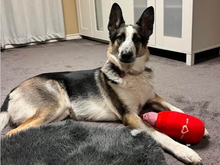 Panda German Shepherd: Pictures, Price & Traits