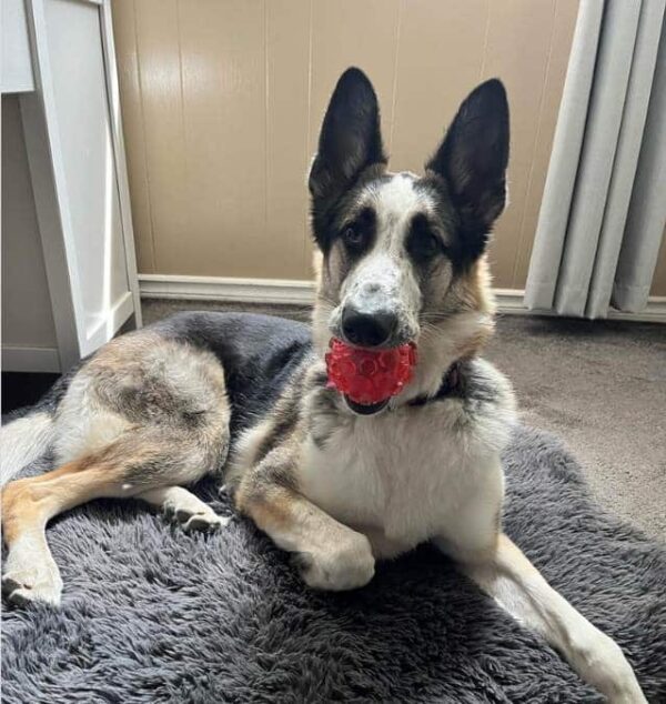 Panda German Shepherd: Pictures, Price & Traits