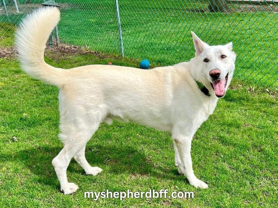 White German Shepherd: A Stunning Breed Beyond Imagination