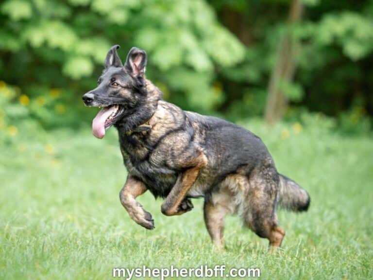 Sable German Shepherds vs Classic: Price, Traits & More