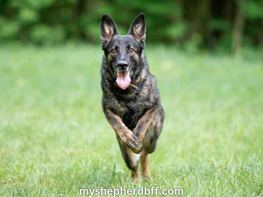 Sable German Shepherd: Myths, Facts, Photos & Behavior