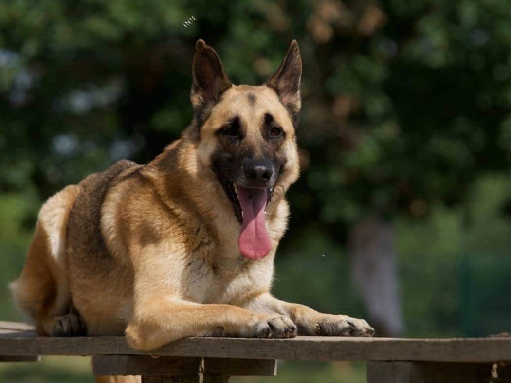 Short-Haired German Shepherd: Everything You Need to Know