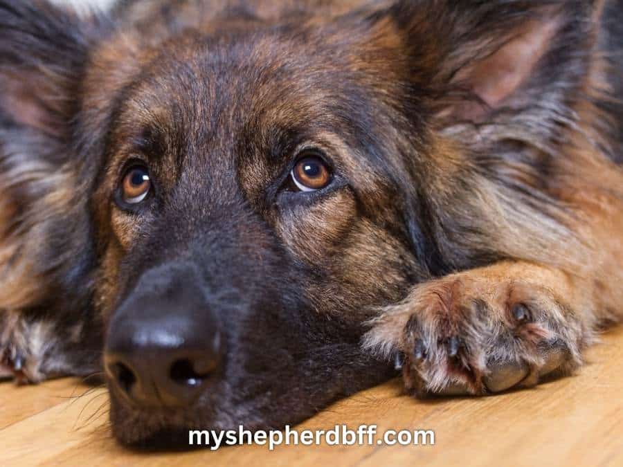 Red Sable German Shepherd: Ultimate Combination of Beauty and Brains