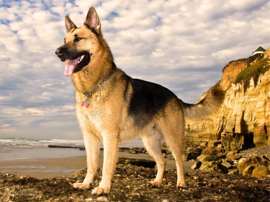 Short-Haired German Shepherd: Everything You Need to Know
