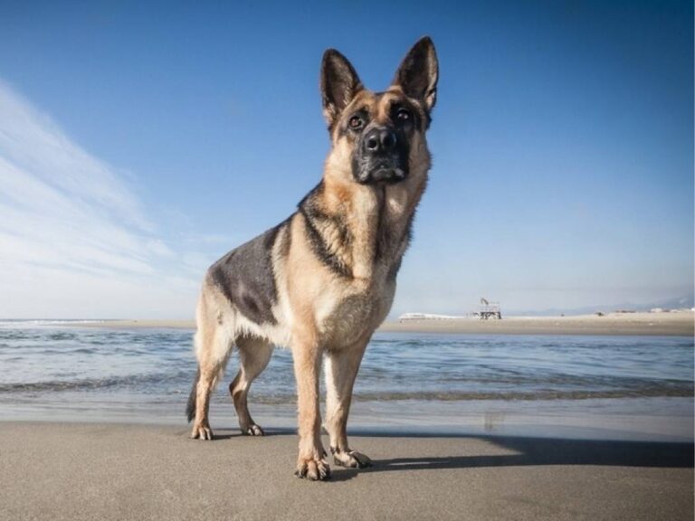 Short-Haired German Shepherd: Everything You Need to Know