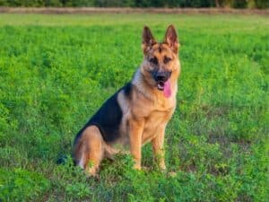 Short-Haired German Shepherd: Everything You Need to Know