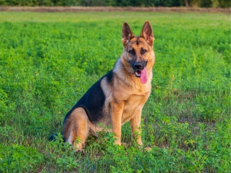 Short-Haired German Shepherd: Everything You Need to Know