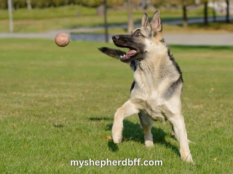Silver German Shepherd: A Stunning and Rare Breed