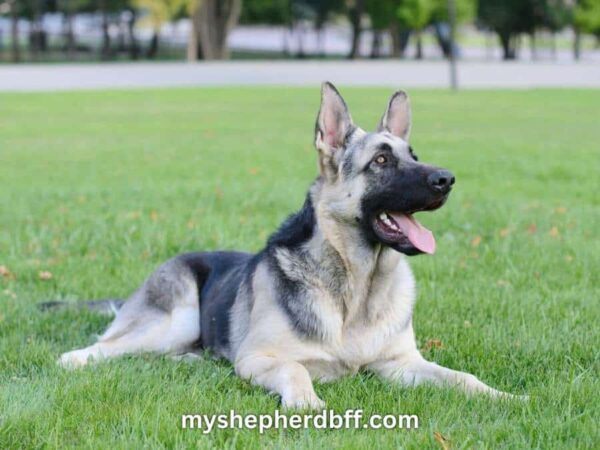 Silver German Shepherd: A Stunning and Rare Breed