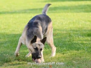 Silver German Shepherd: A Stunning and Rare Breed