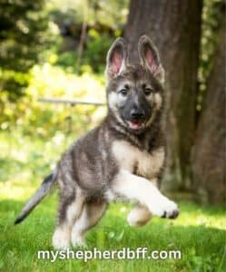 Silver German Shepherd: A Stunning and Rare Breed